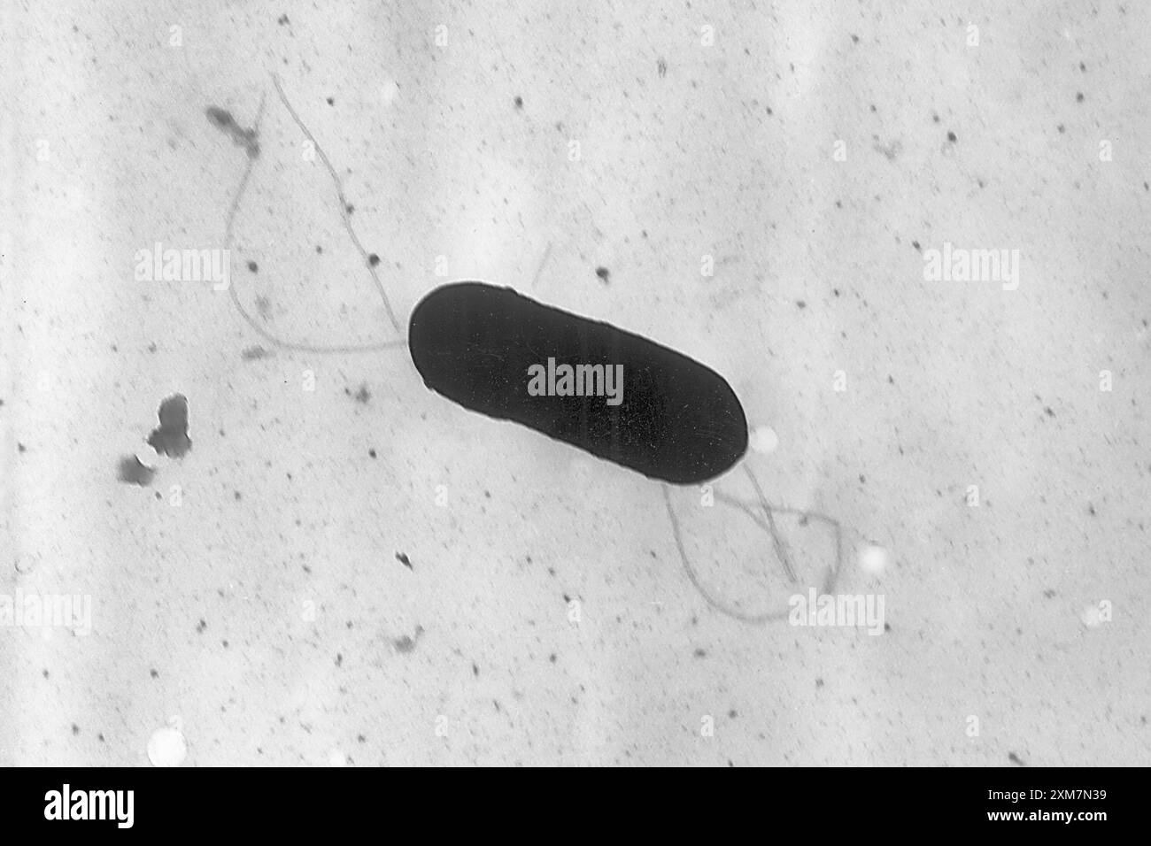 FILE - This 2002 electron microscope image made available by the ...