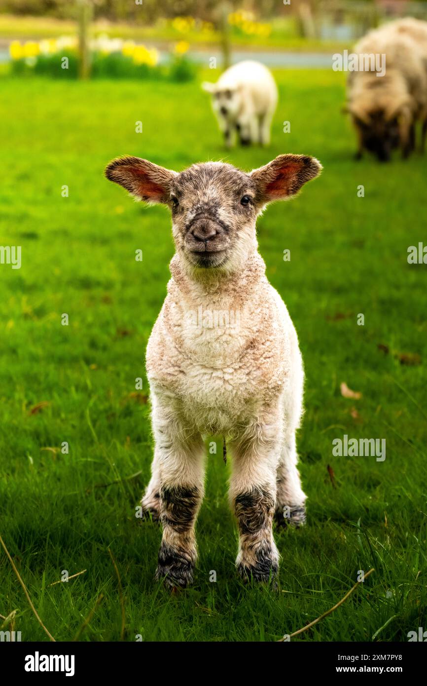 Lambing scotland hi-res stock photography and images - Alamy