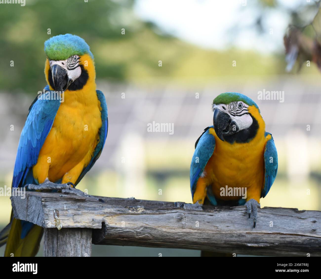 Macaw colours hi-res stock photography and images - Alamy