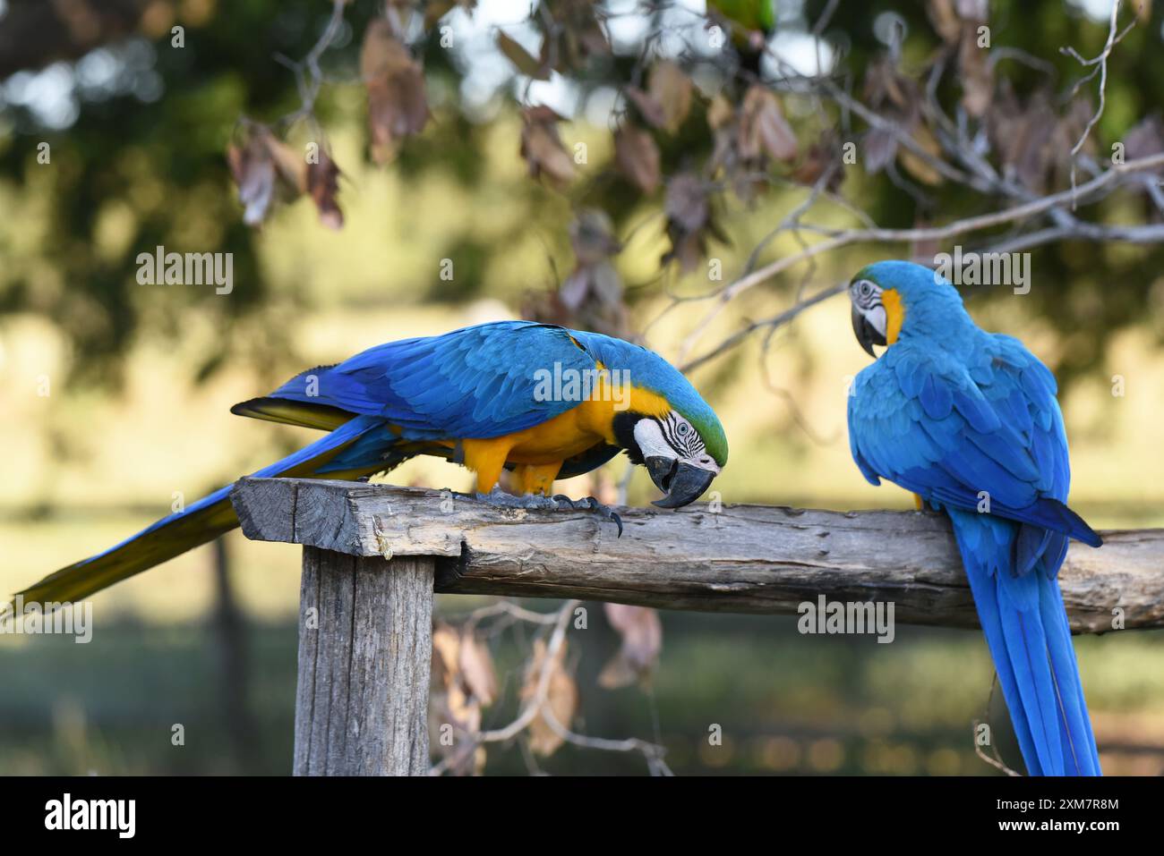 Macaw colours hi-res stock photography and images - Alamy
