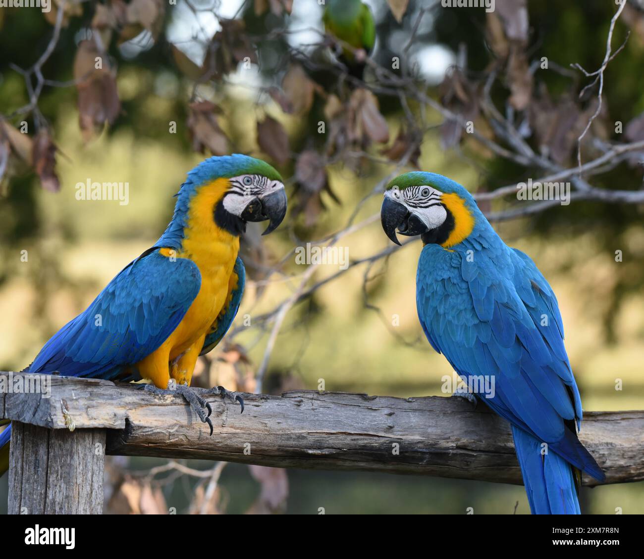 Macaw colours hi-res stock photography and images - Alamy