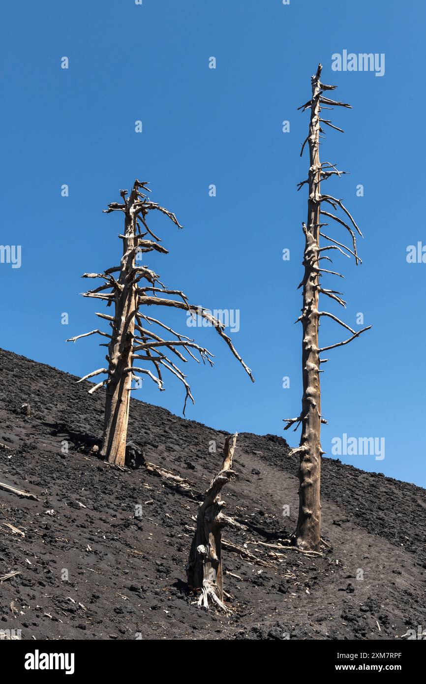 Dead trees, killed but not completely burnt by hot lava, remain ...