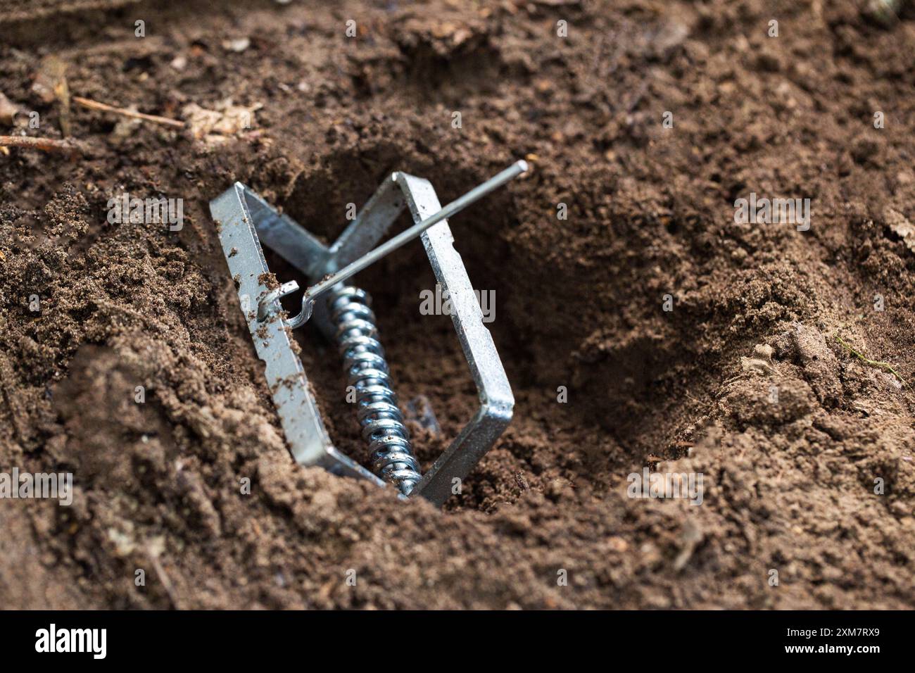 Installing a mole trap in a garden plot in a mole hole Stock Photo - Alamy