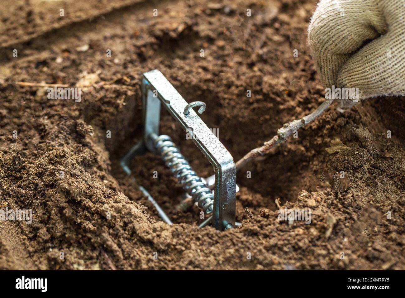 Checking and installing a mole trap in a mole hole in the garden. Harm ...