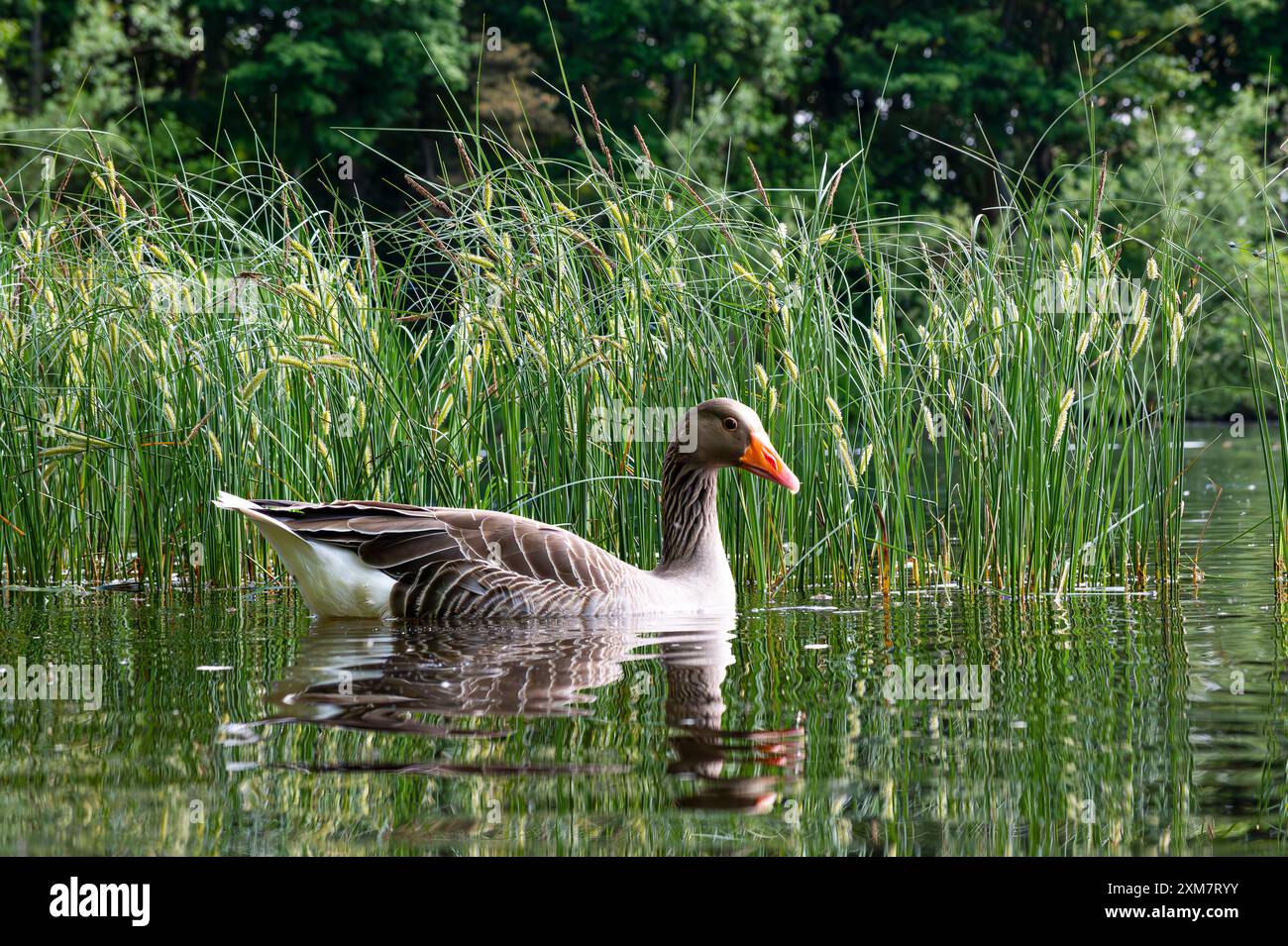 Graylag goose at Birnie Loch Scotland Stock Photo - Alamy