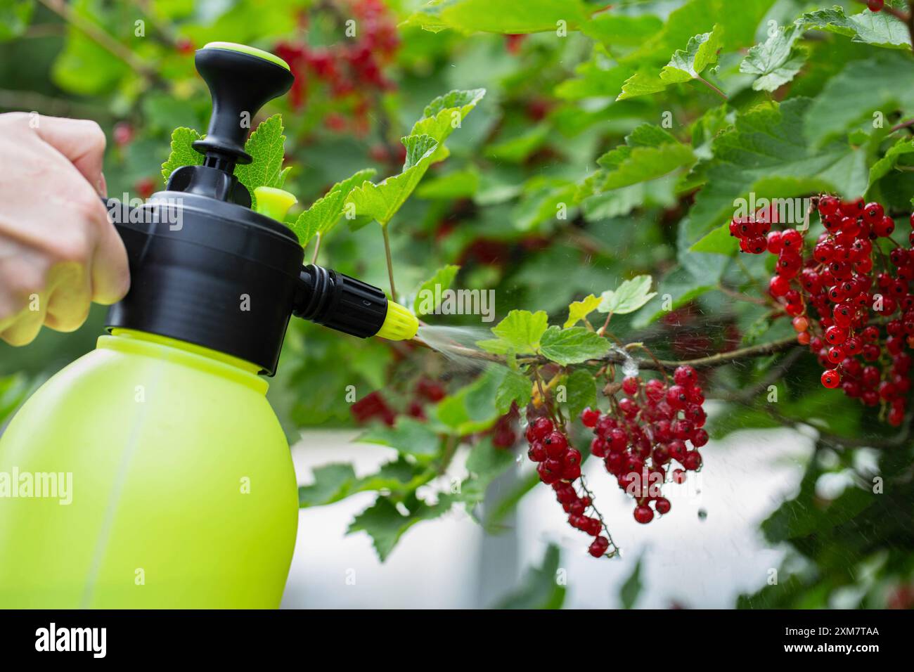 Red currant diseases hi-res stock photography and images - Alamy