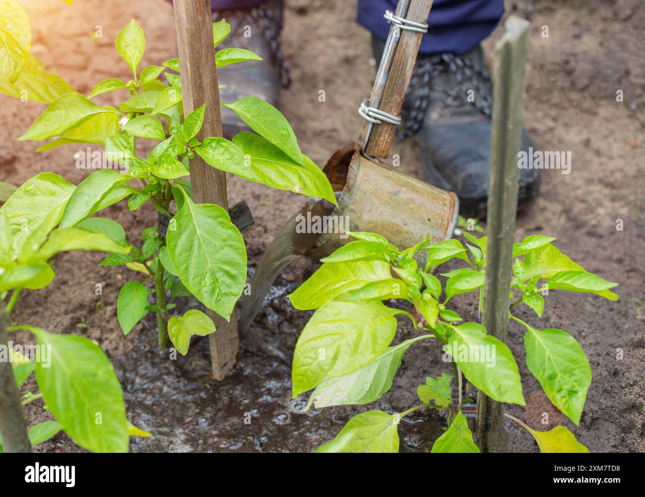Watering and fertilizing pepper plants from a mug with mineral and ...