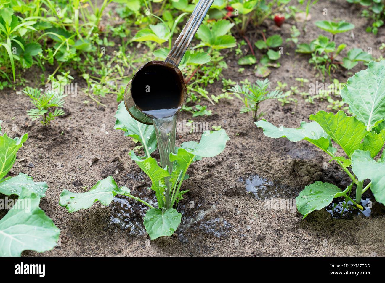Feed the cabbage plant with organic and mineral fertilizers, watering ...