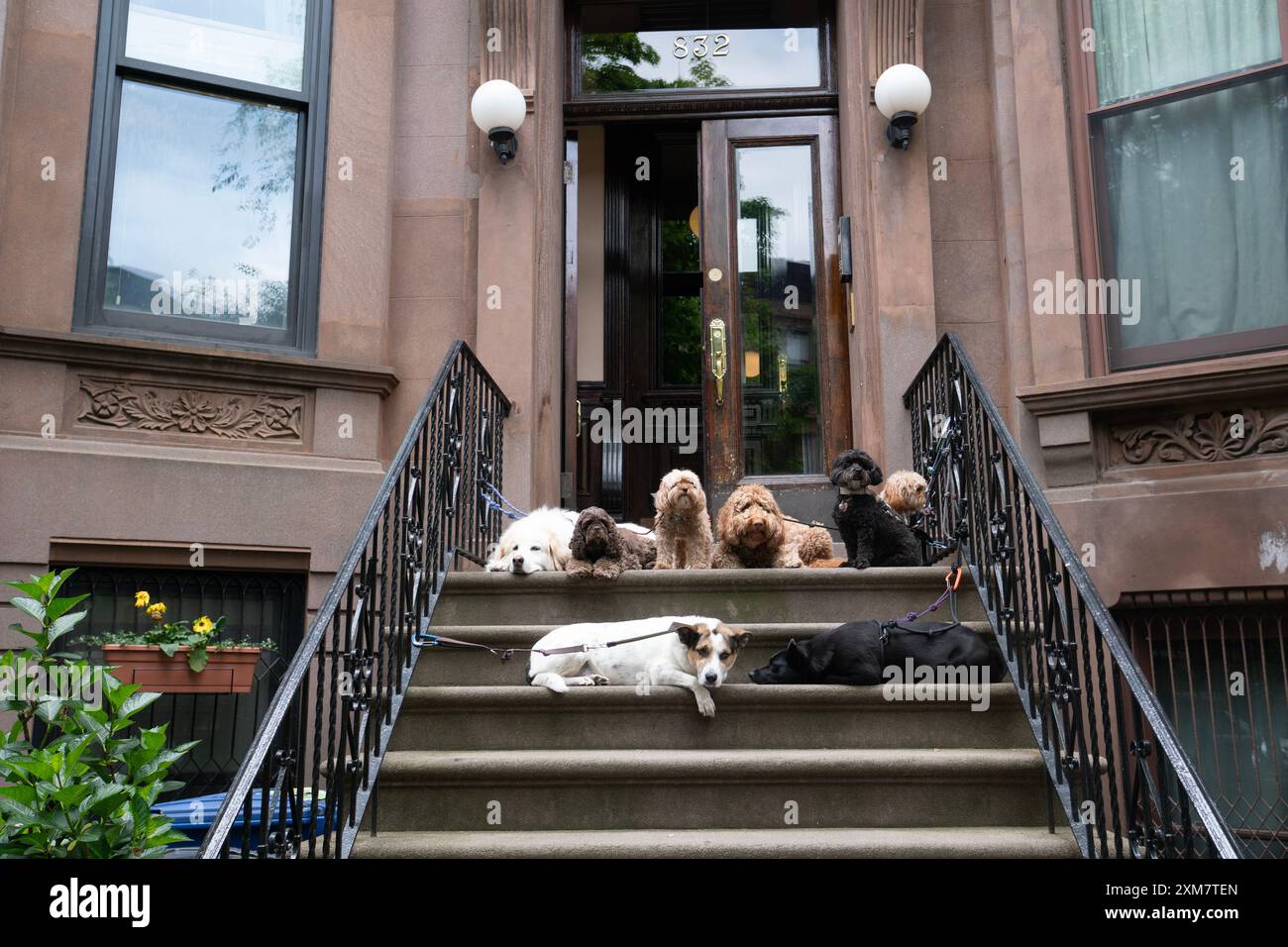 Dogs on stairs hi-res stock photography and images - Alamy