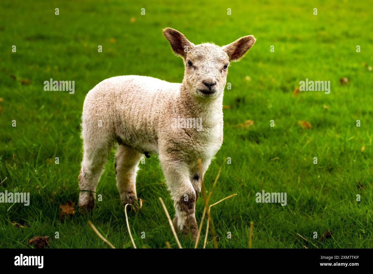 Scottish lambing hi-res stock photography and images - Alamy