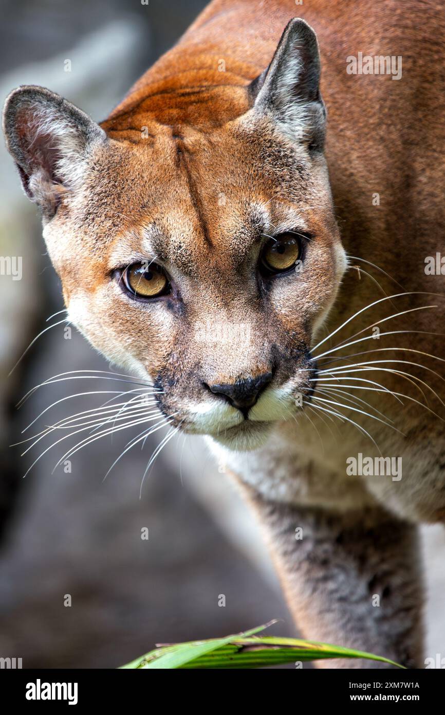 The Mountain Lion, also known as the Puma, is native to the Americas ...