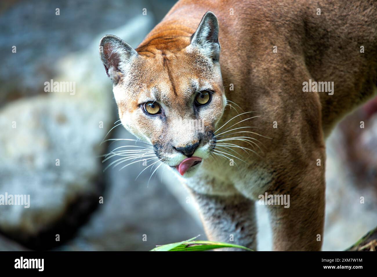 The Mountain Lion, also known as the Puma, is native to the Americas ...