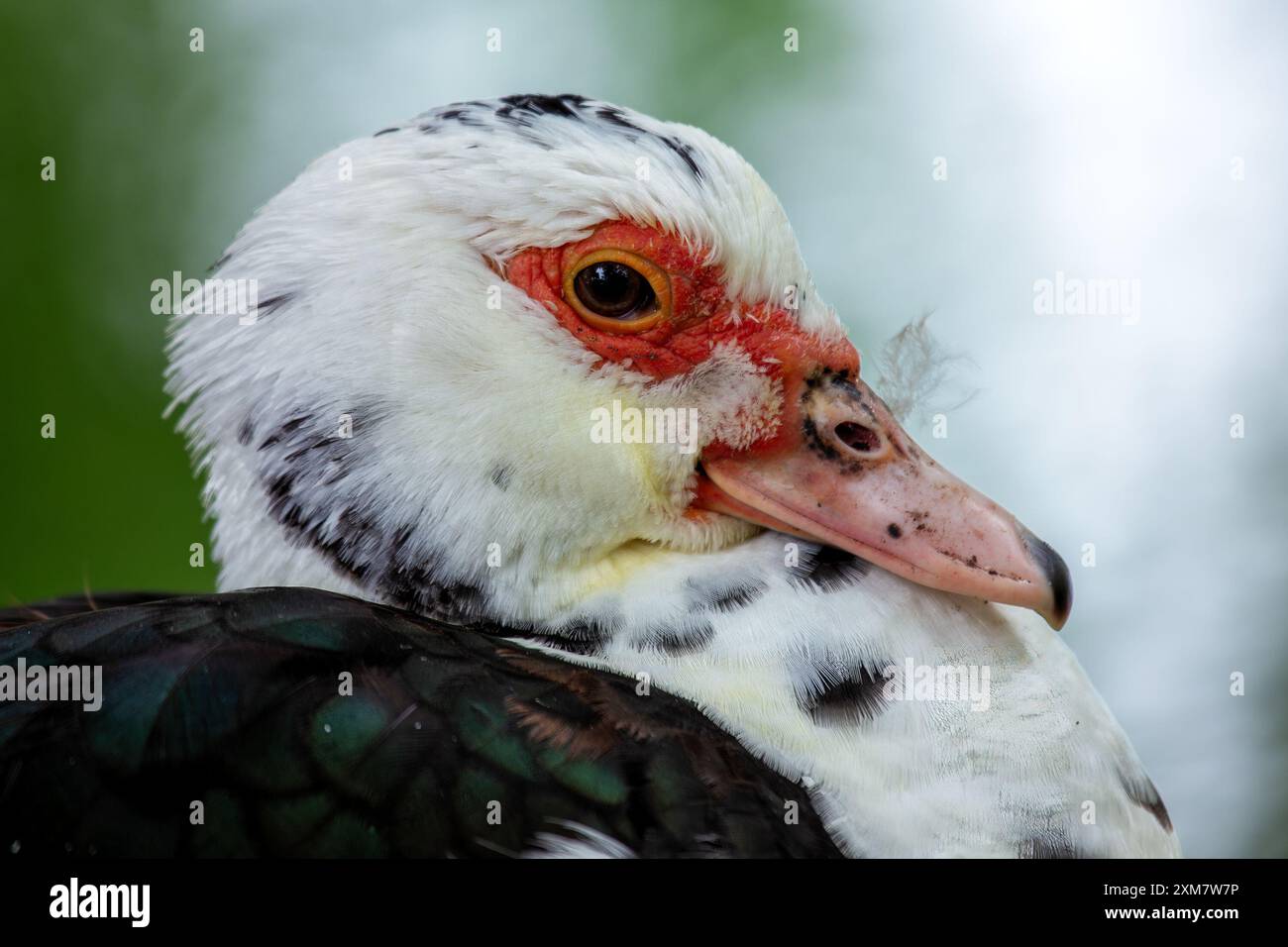 The Muscovy Duck, native to Central and South America, is noted for its ...