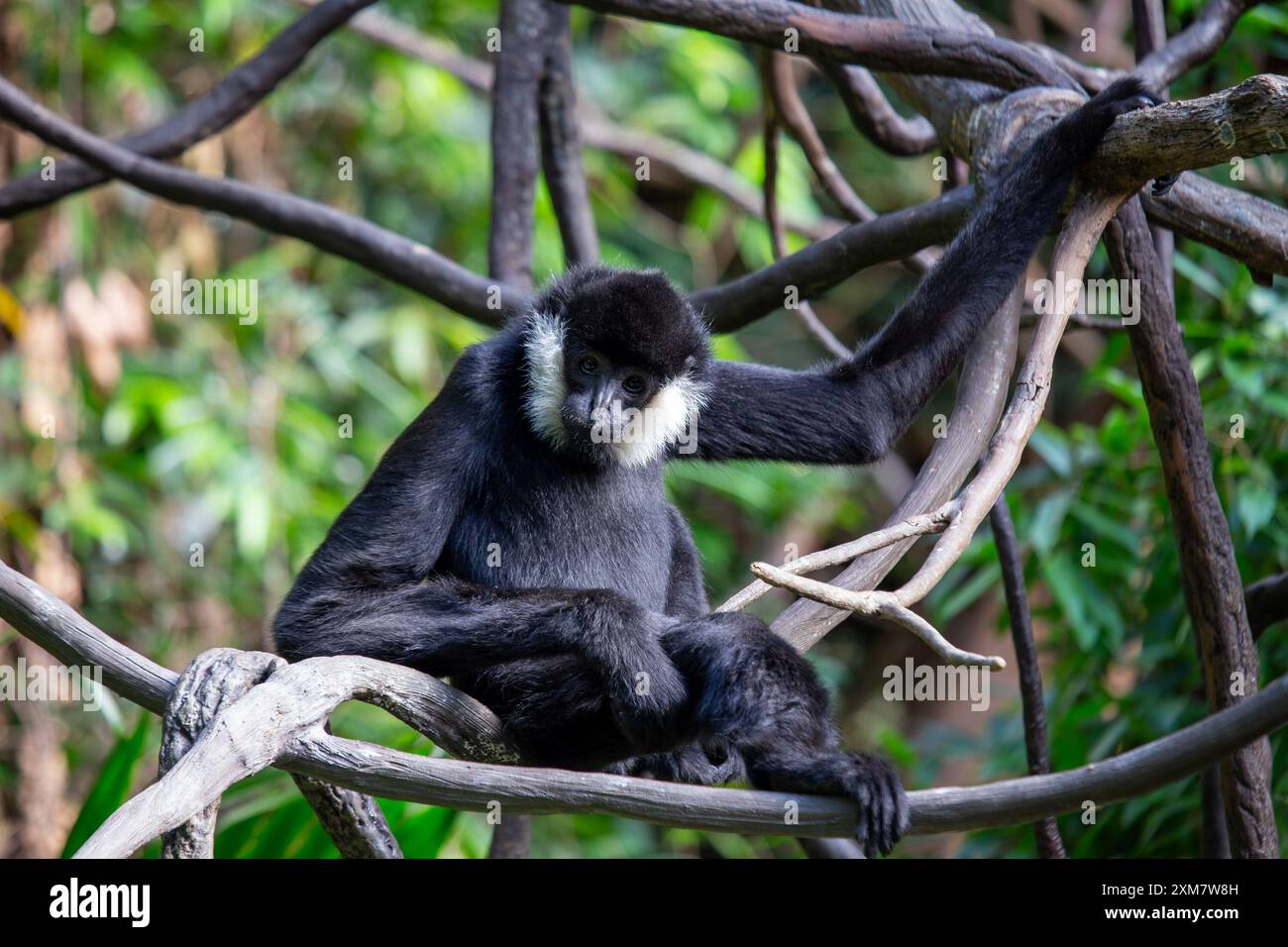 The Northern White-Cheeked Gibbon, native to Southeast Asia, is known ...
