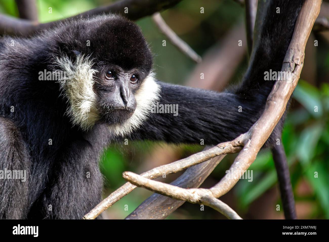The Northern White-Cheeked Gibbon, native to Southeast Asia, is known ...