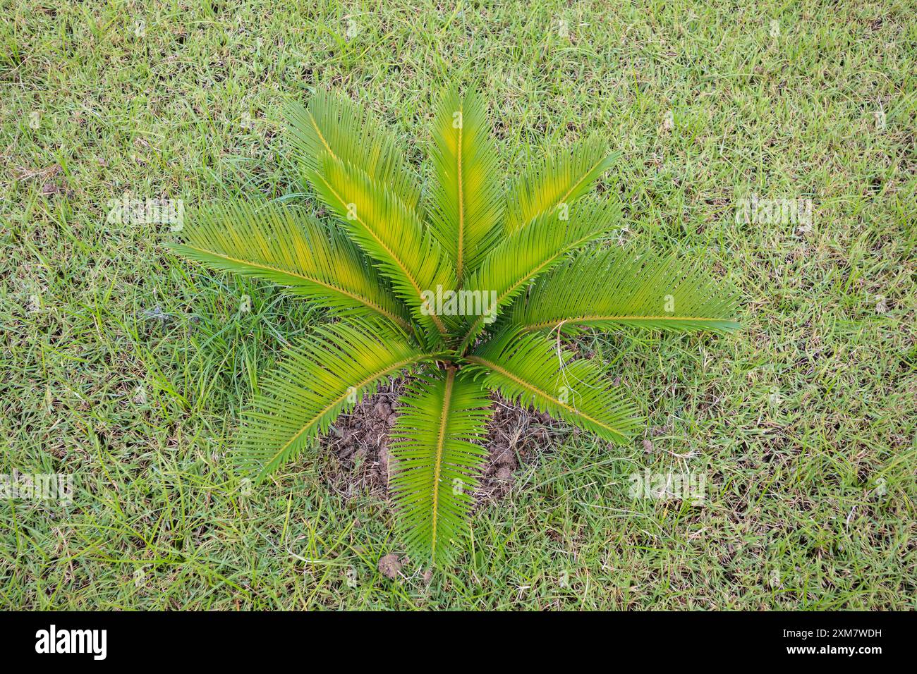 Cycads forest hi-res stock photography and images - Alamy