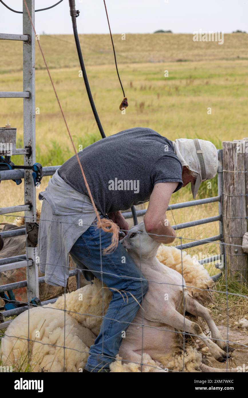 Sheep wool shearing by farmer at island Texel in The Netherlands Stock ...