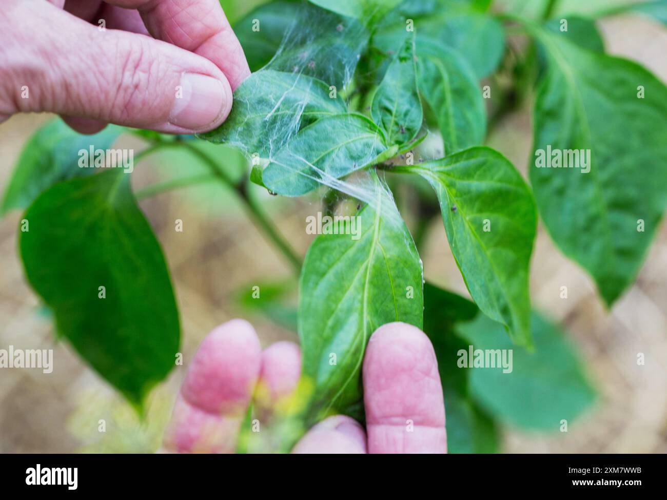 Aphids and mold on the leaves of pepper plants. Pests and parasites on ...
