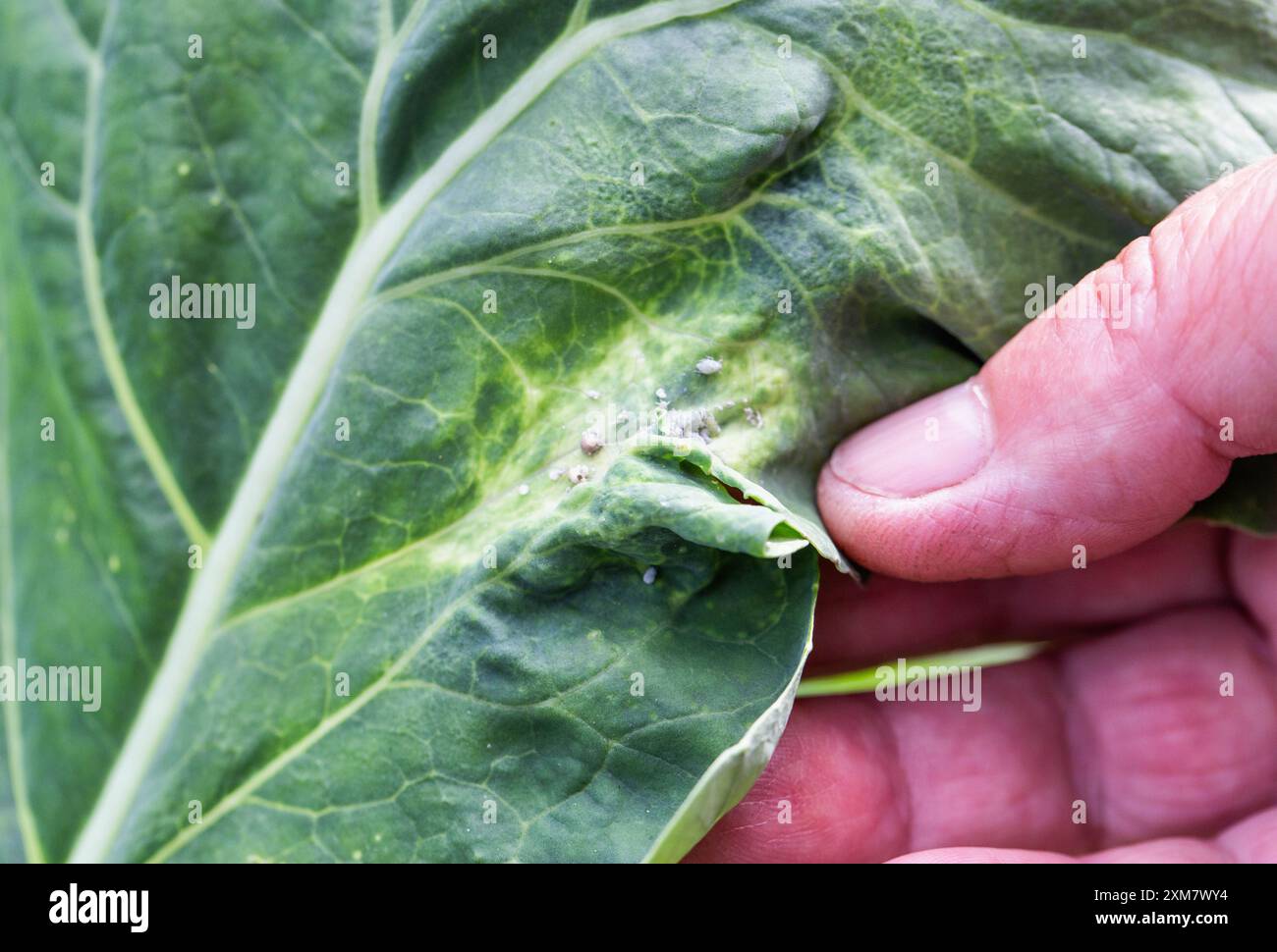 Cabbage aphids on cabbage leaves, macro. Pests and parasites on cabbage ...