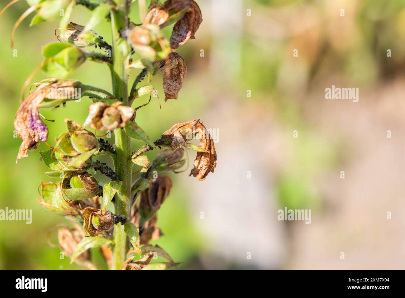 Pests parasites insects black aphids on a withered color trunk. Pest ...