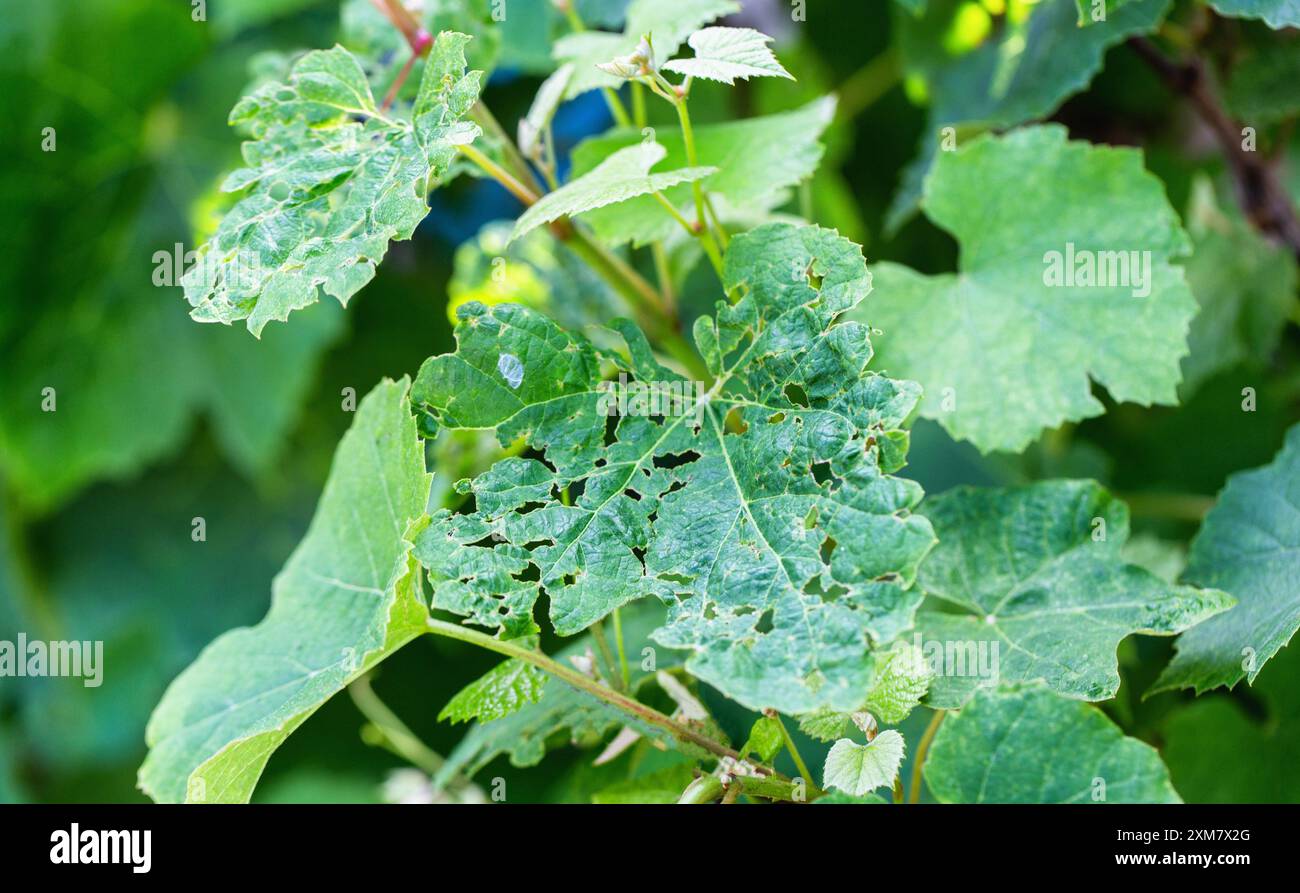 Leaves of a grape plant in a hole, pests and parasites of fruit plants ...