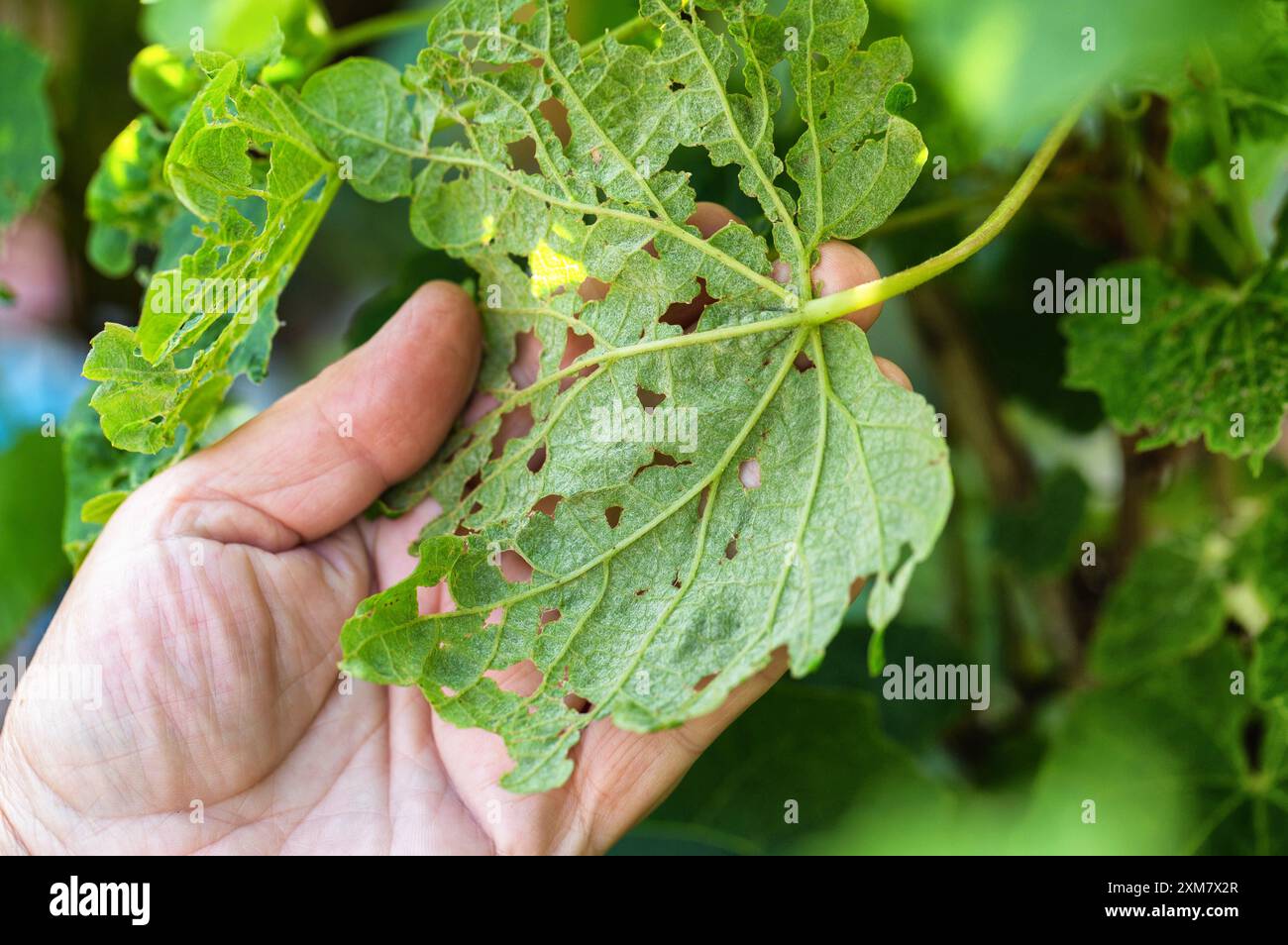 Leaves of a grape plant in a hole, pests and parasites of fruit plants ...