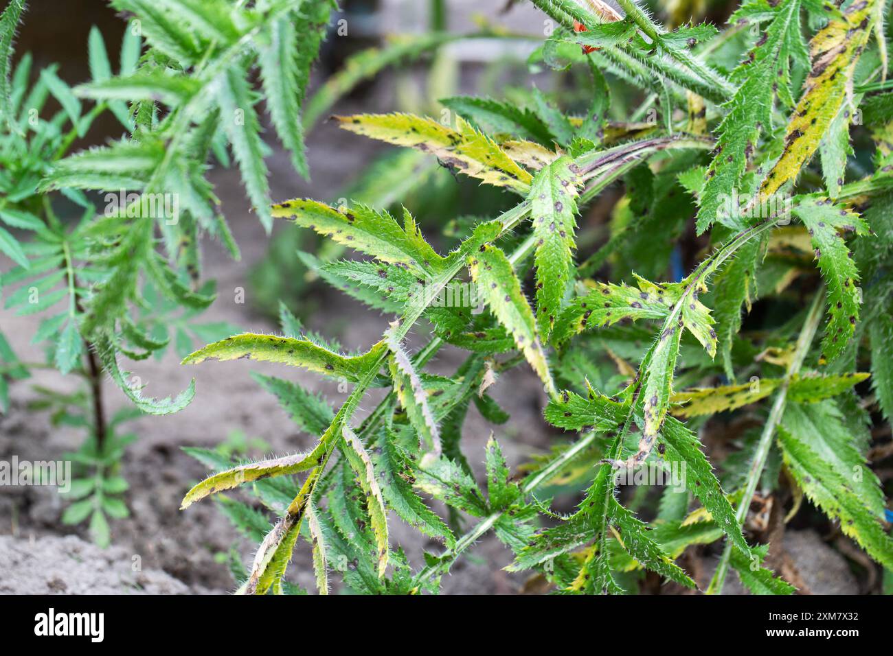 A yellow-orange plaque in a dot on the leaves of plants in the garden ...