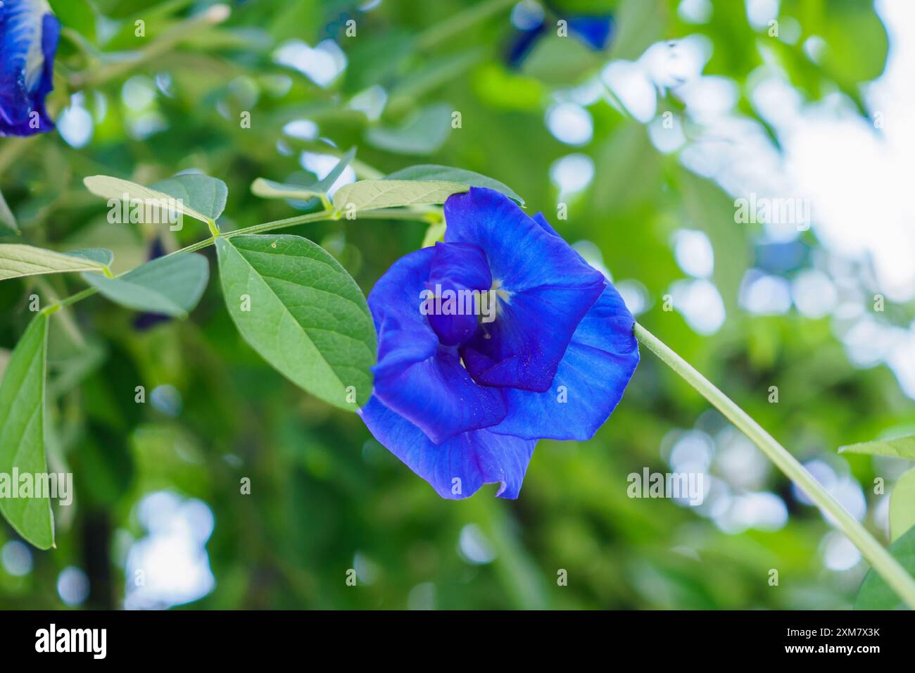 Beautiful purple butterfly pea flowers hi-res stock photography and ...