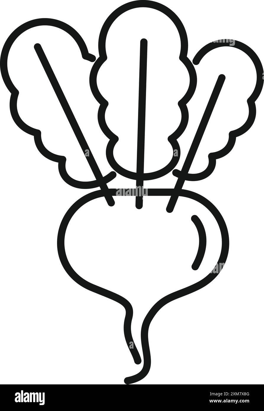 Food fresh raw beetroot Black and White Stock Photos & Images - Alamy