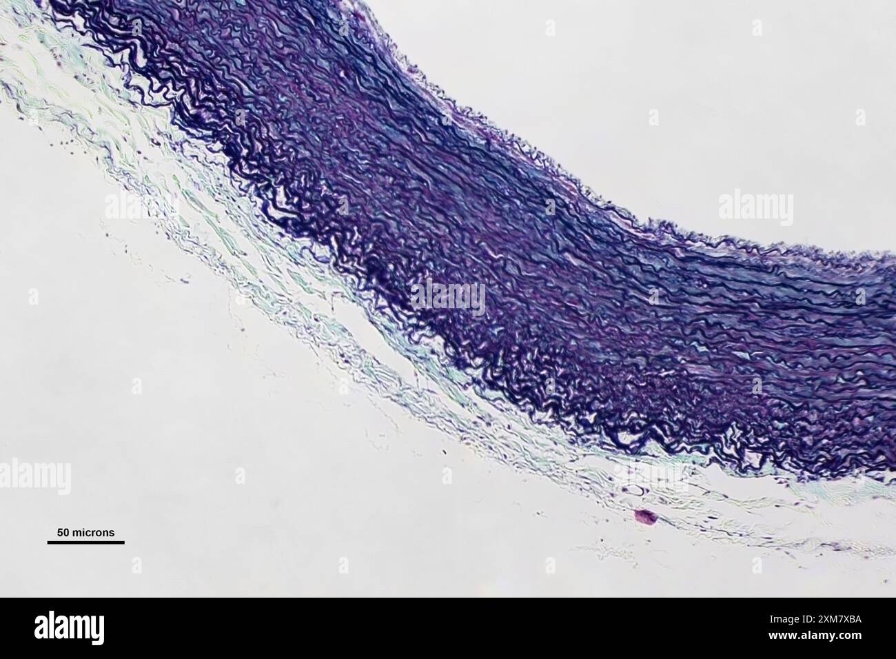 Artery in thin section under a light microscope times 40 magnification ...