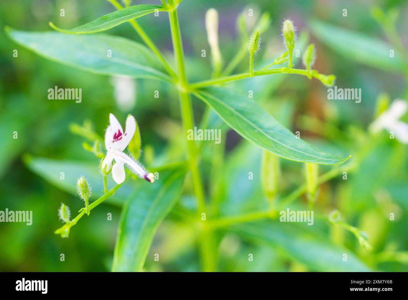 Andrographis paniculata fresh Thai herbal medicine herbs organic plant ...