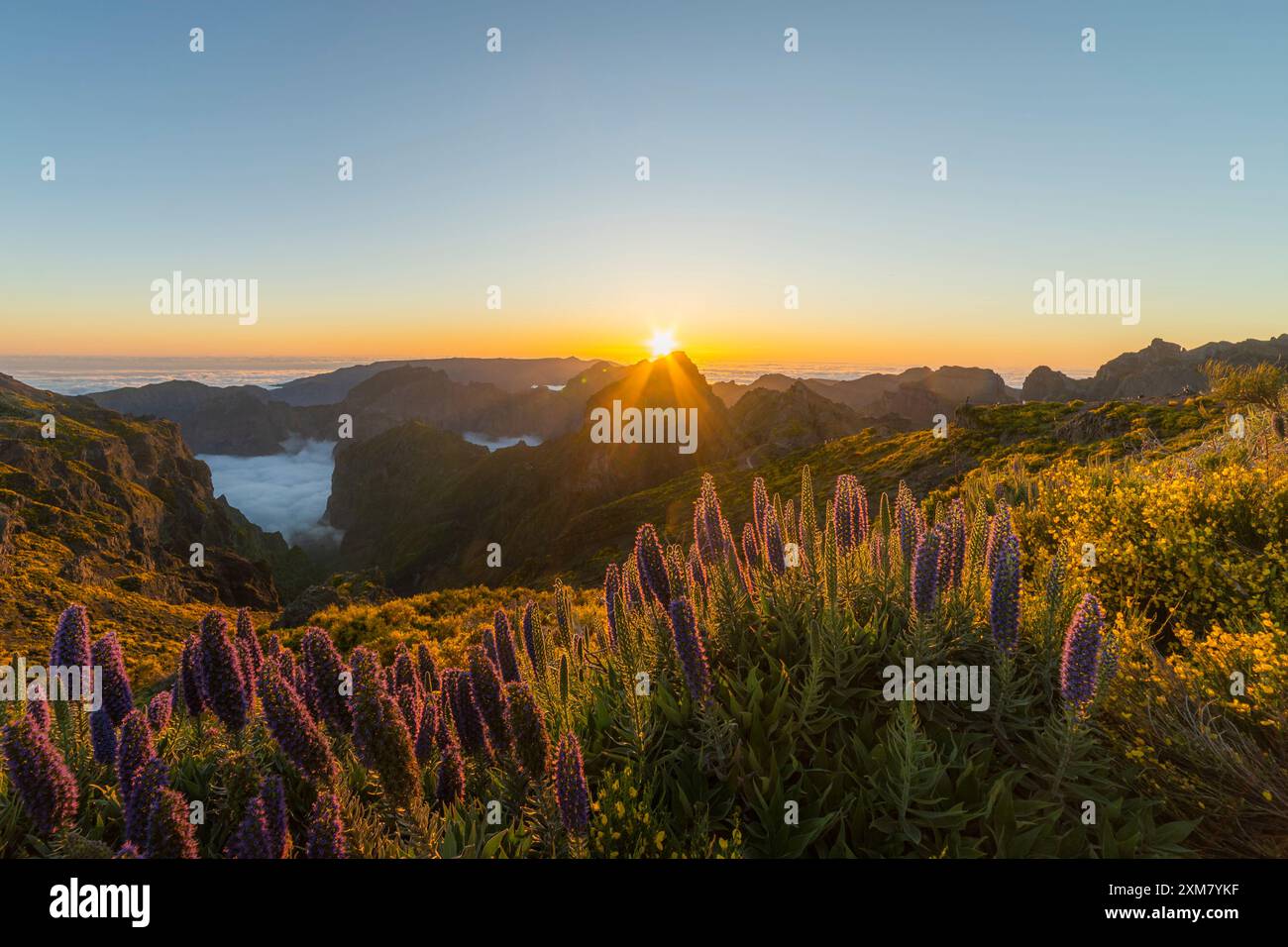 Pico do Arieiro. Mountains and Blooming Pride of Madeira Flowers at ...
