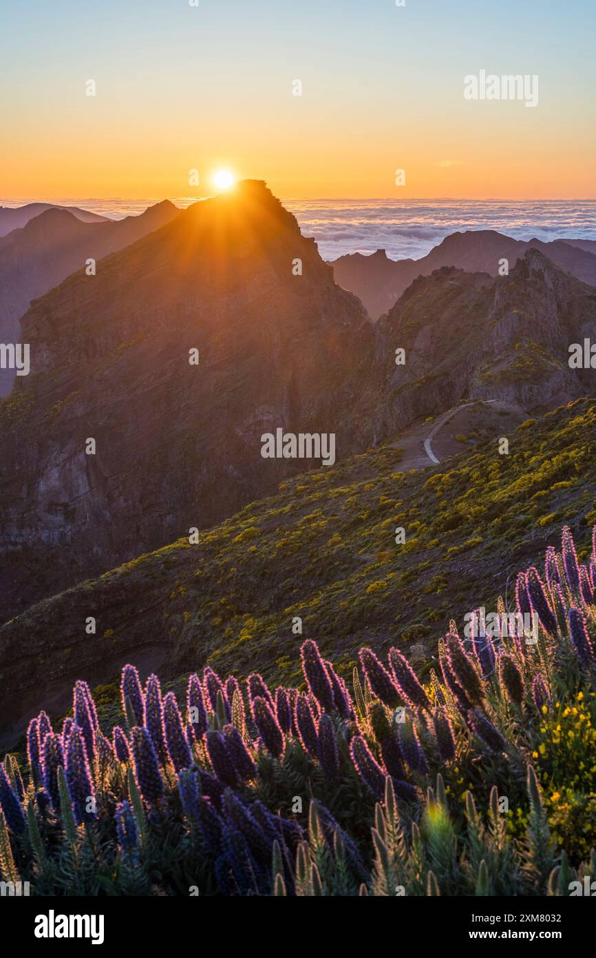 Pico do Arieiro. Mountains and Blooming Pride of Madeira Flowers at ...