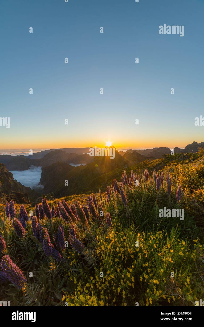 Pico do Arieiro. Mountains and Blooming Pride of Madeira Flowers at ...