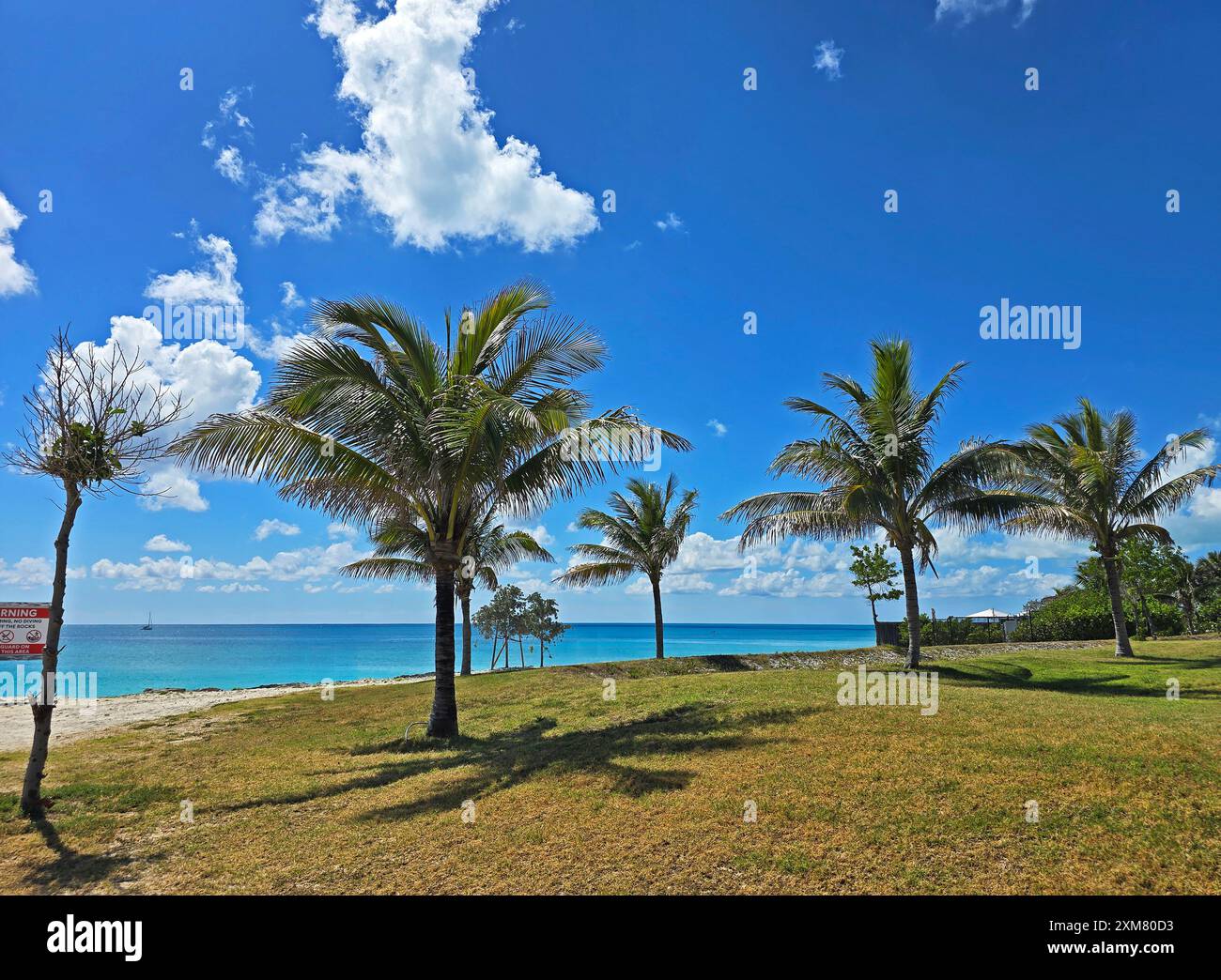 Beautiful palm trees of Ocean Cay, Bahamas, on a warm and sunny day in ...