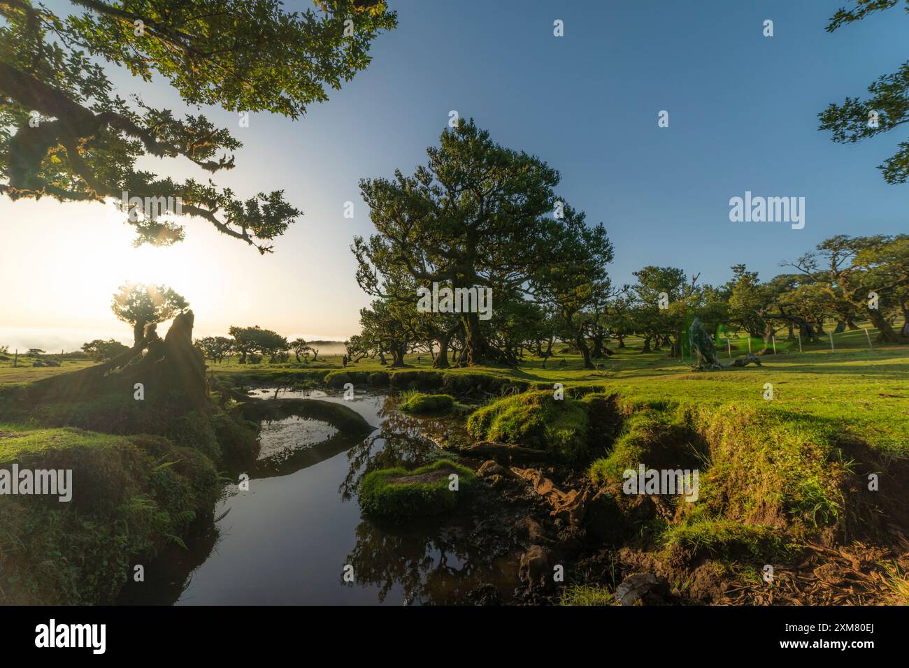 Fanal pond hi-res stock photography and images - Alamy