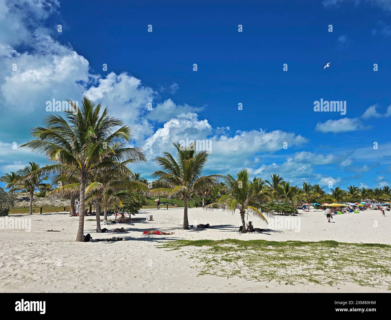 Beautiful palm trees of Ocean Cay, Bahamas, on a warm and sunny day in ...