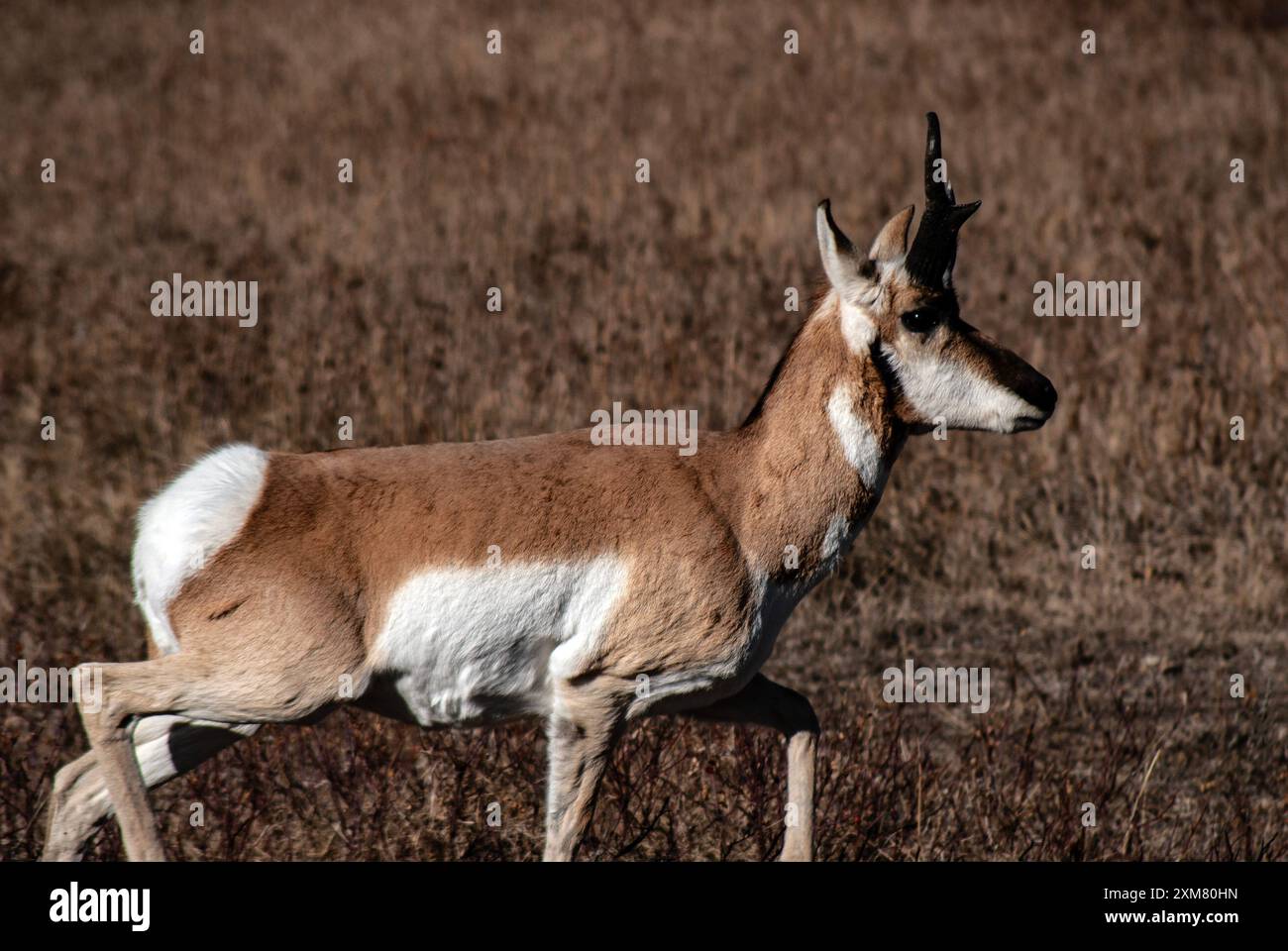 Buck pronghorn antelope, Custer State Park, South Dakota Stock Photo ...