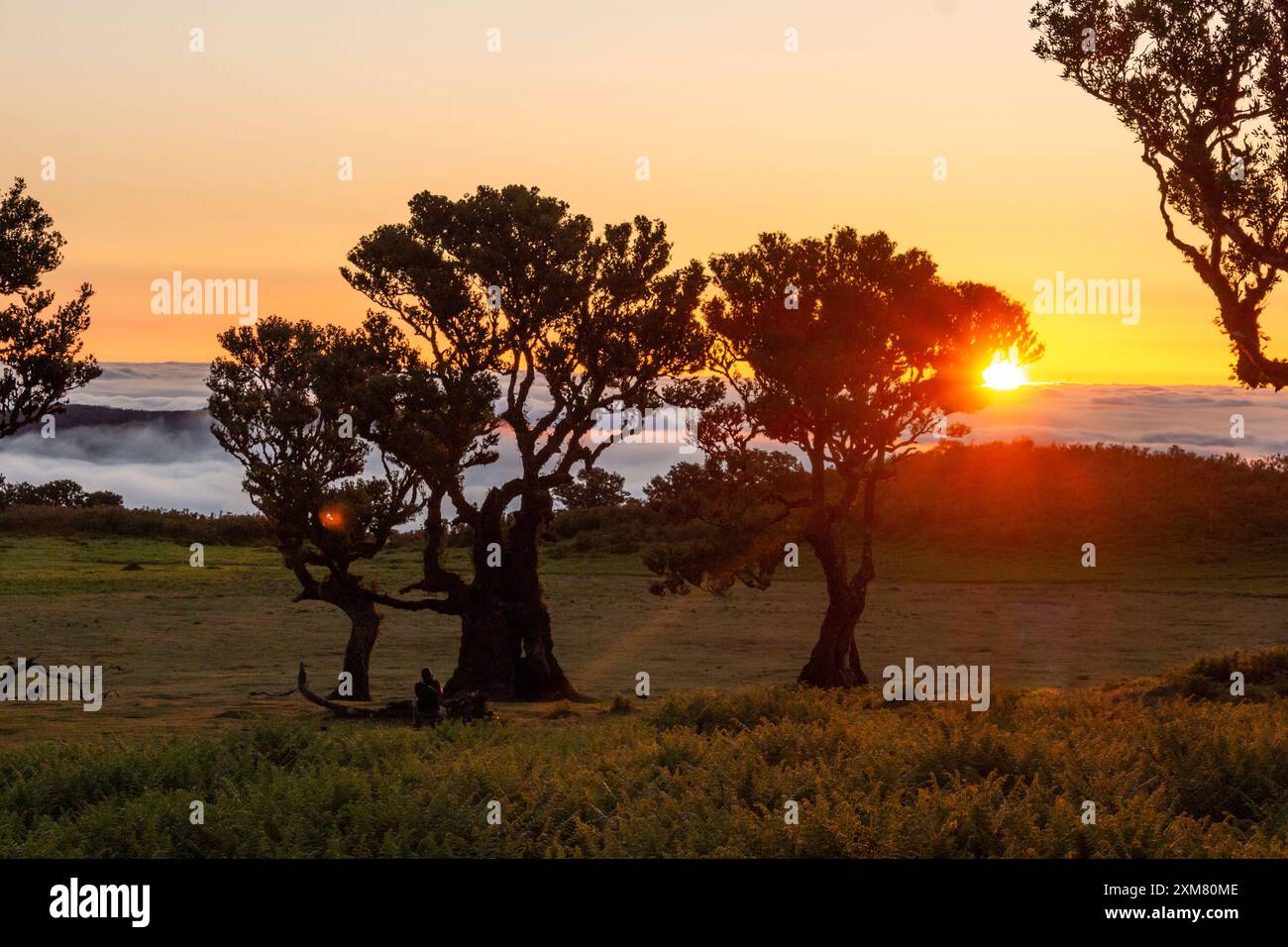 Trees of Fanal Forest at Sunset and Cloud Inversion. Golden Hour ...