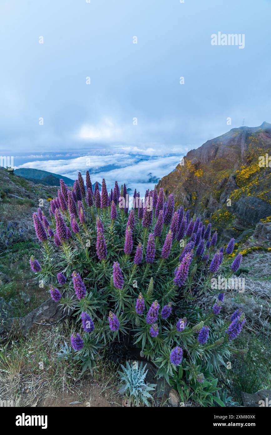 Pico do Arieiro. Mountains and Blue Pride of Madeira Flowers. Cloud ...