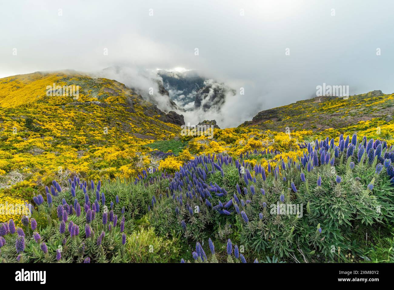 Pico do Arieiro. Blooming Yellow Mountains and Purple Pride of Madeira ...