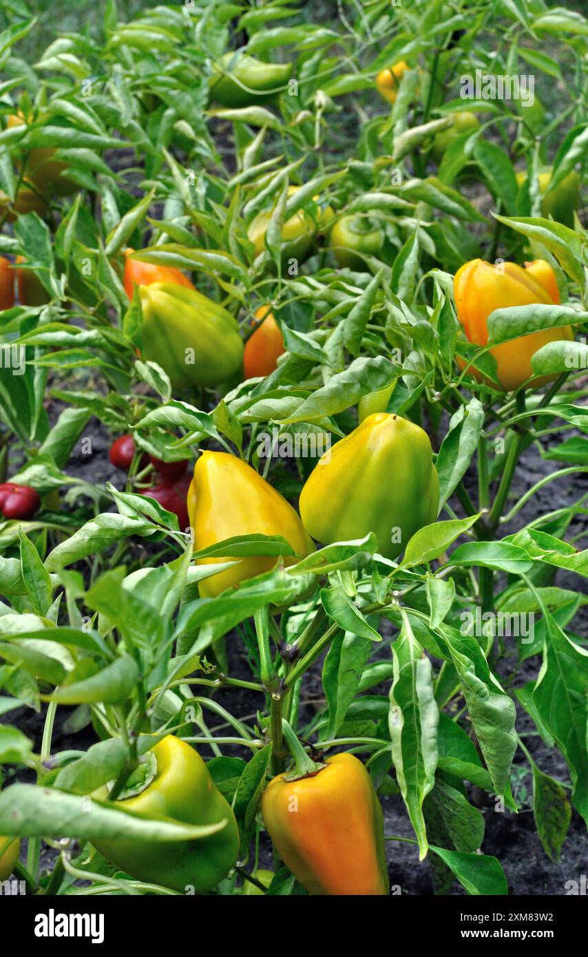 field of ripening bell peppers in the vegetable garden at the organic ...