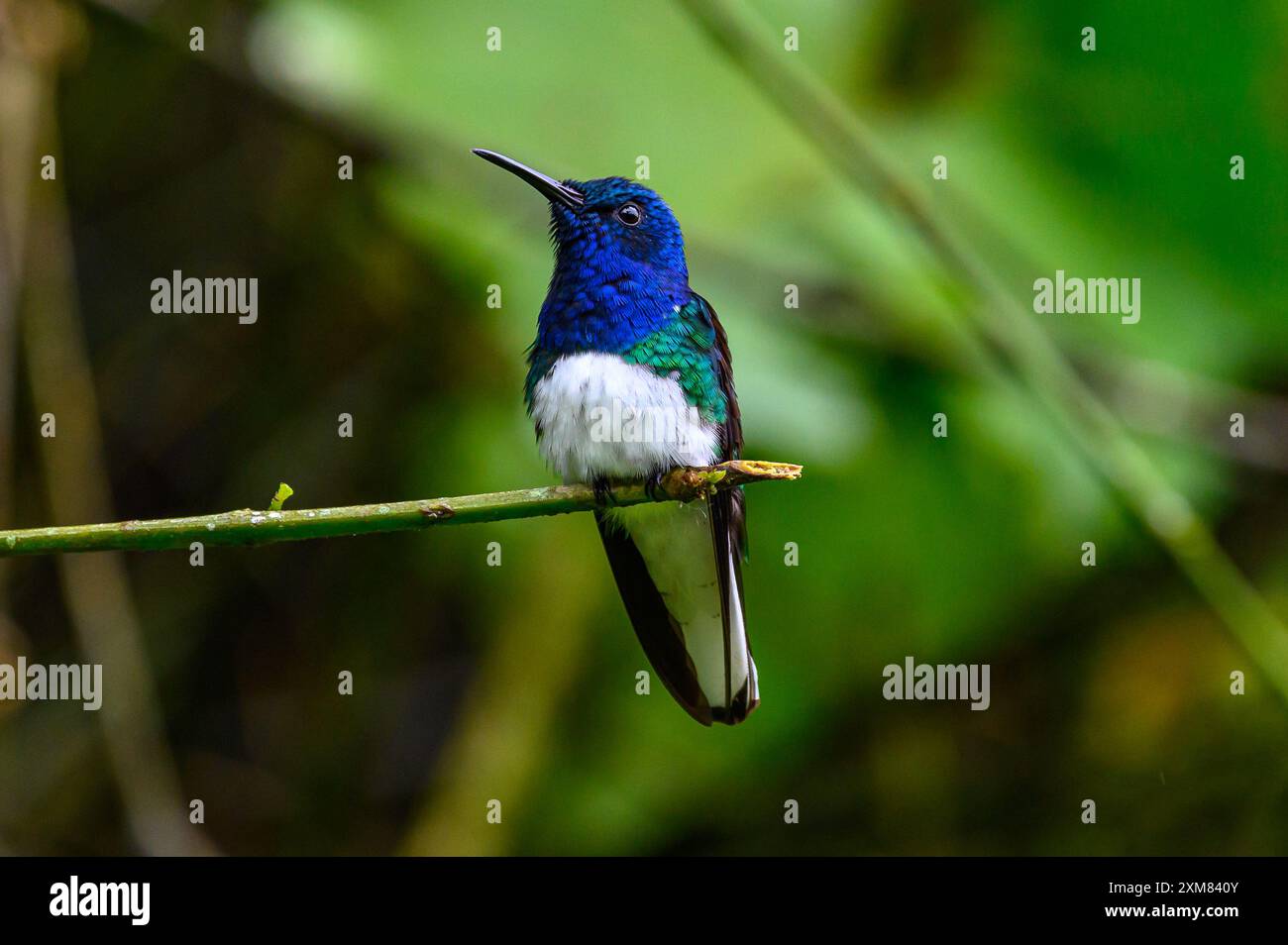 White naped hummingbird hi-res stock photography and images - Alamy
