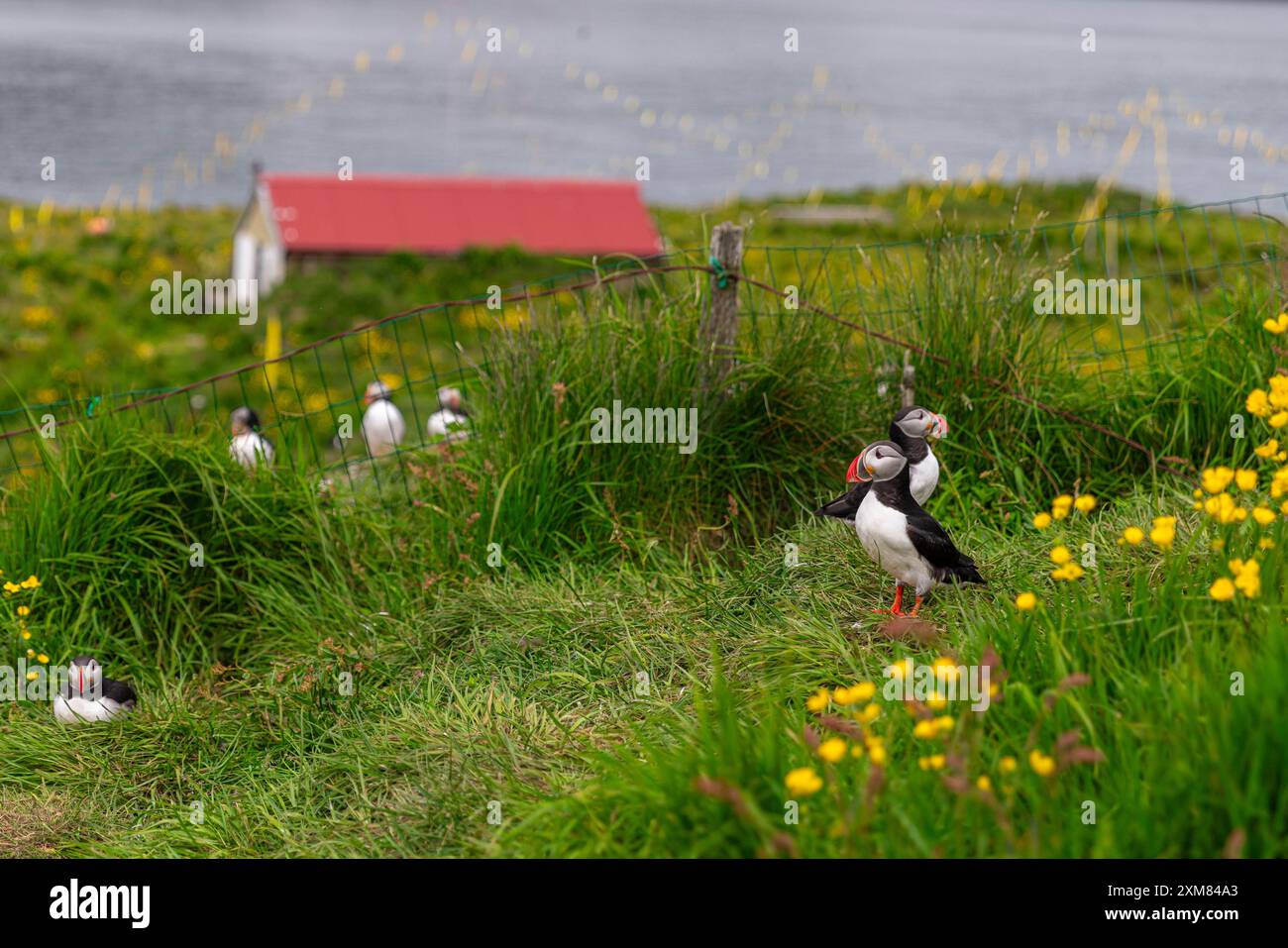 Atlantic puffins grassy cliff red roof house iceland Stock Photo - Alamy