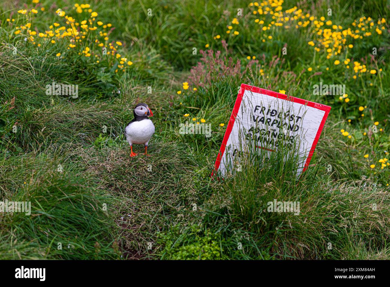 Puffin standing grassy hill yellow flowers bird sanctuary sign ...