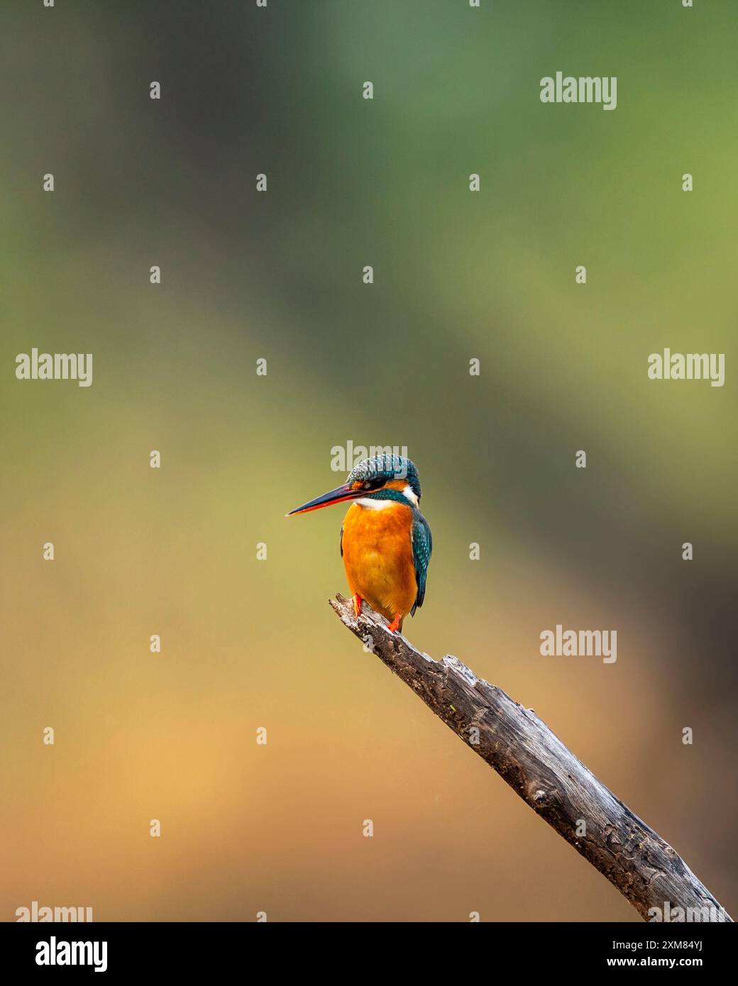 common kingfisher or Alcedo atthis a small colorful bird portrait with ...