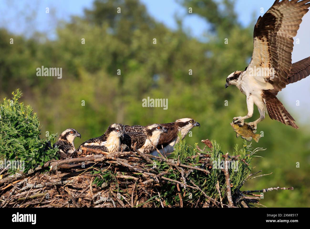 Osprey family into the nest, the male is landing with a fish, Canada ...