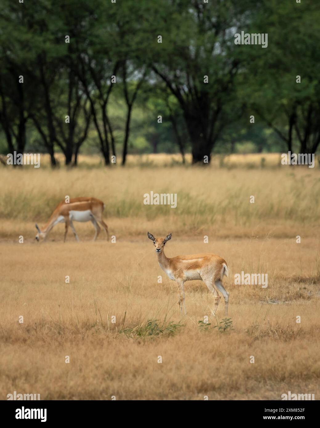 wild female blackbuck or antilope cervicapra or indian antelope closeup ...