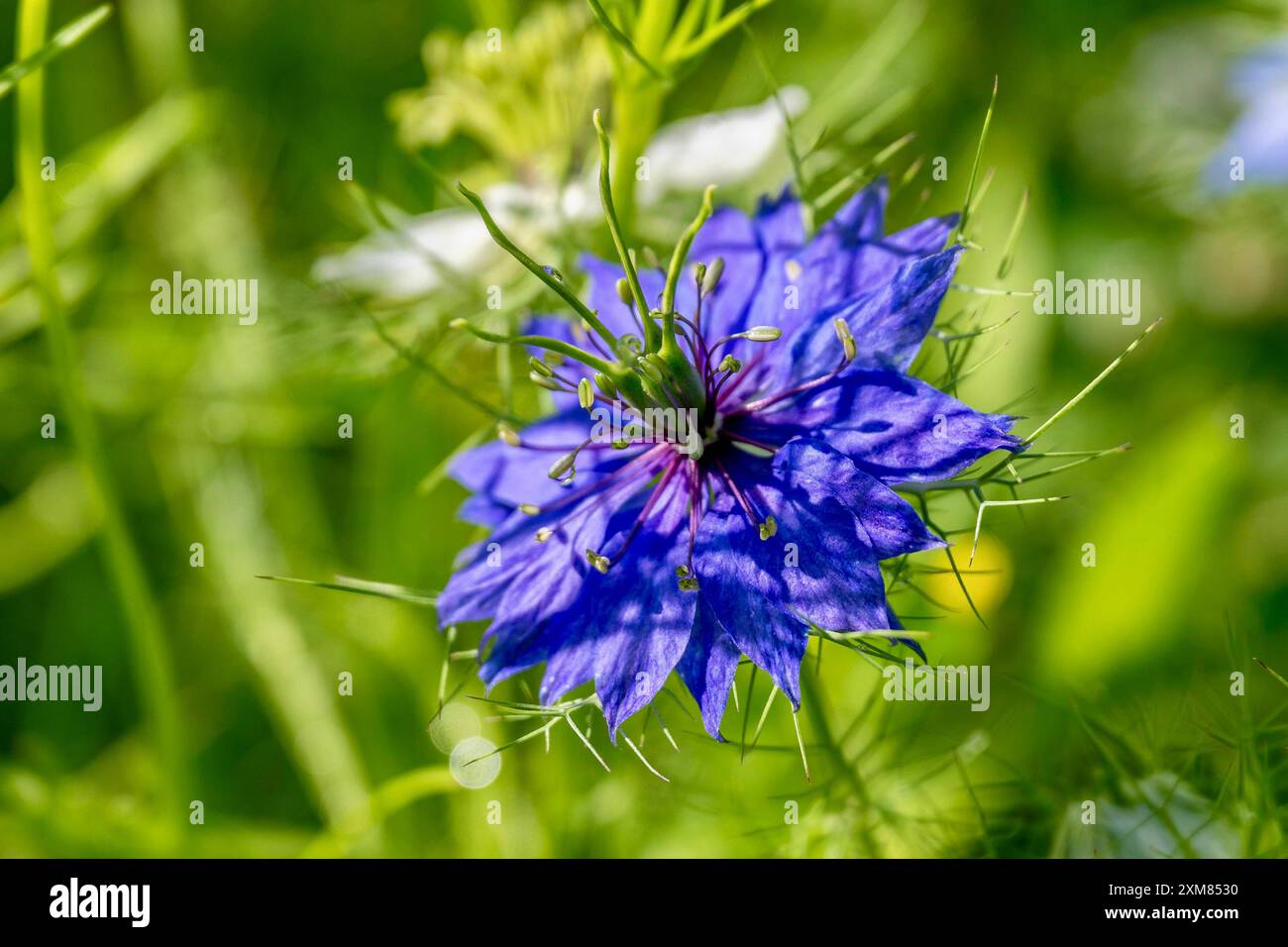 Blue Damascus Black Cumin in the meadow bad hofgastein garden salzburg ...
