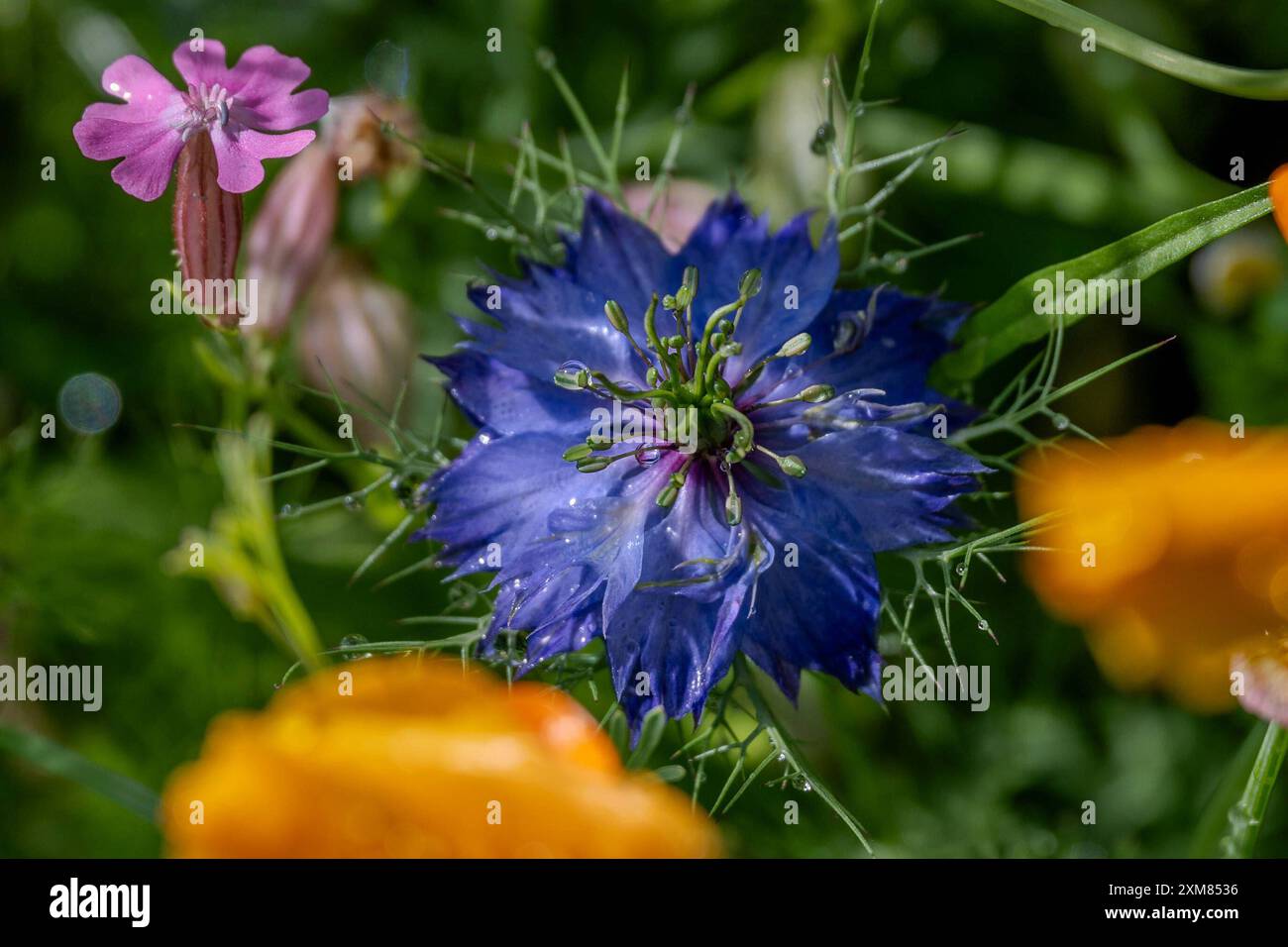 Blue Damascus Black Cumin in the meadow bad hofgastein garden salzburg ...